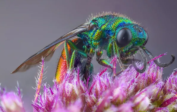 Wallpaper flower, macro, grey, background, OSA, insect, brilliant ...