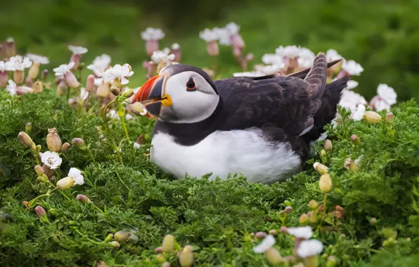 Wallpaper greens, summer, flowers, pose, bird, lies, stalled, Atlantic ...