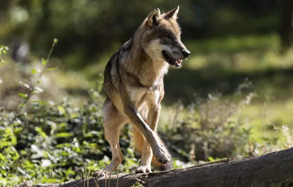 Download wallpaper nature, pose, wolf, section animals in resolution ...