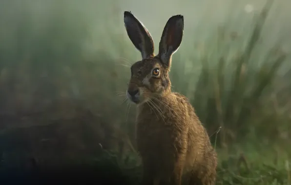 Download wallpaper nature, fog, hare, section animals in resolution ...