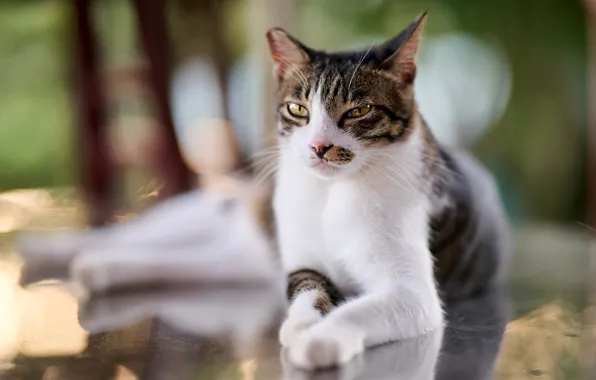 Download wallpaper cat, cat, look, face, light, pose, blur, lies ...