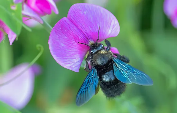 Wallpaper flower, nature, bumblebee, flower, nature, bumblebee, vetch ...