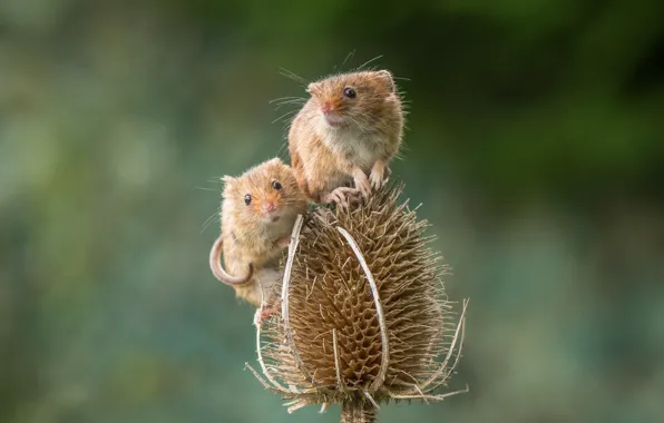 Download wallpaper background, mouse, Thistle, section animals in ...