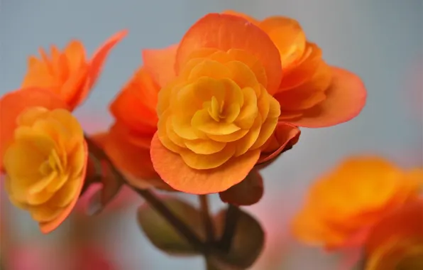 Wallpaper flowers, orange, background for mobile and desktop, section ...