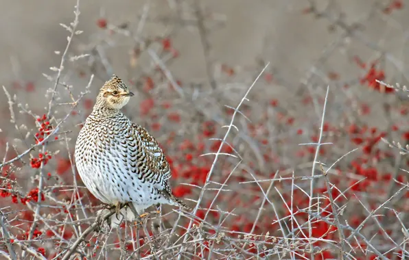 Wallpaper nature, bird, ostrovosky grouse for mobile and desktop ...