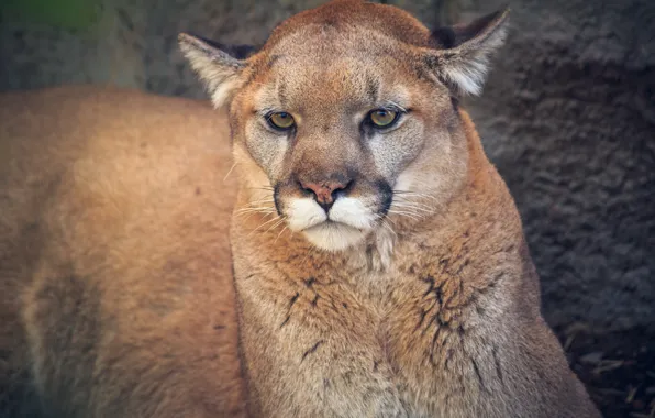 Download wallpaper look, face, stones, portrait, Puma, Cougar, section ...