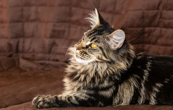 Download wallpaper cat, cat, look, pose, portrait, lies, face, Maine ...