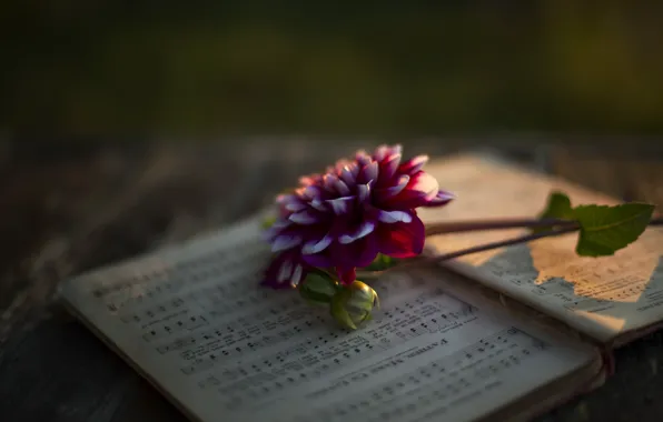 Wallpaper flower, notes, background for mobile and desktop, section ...