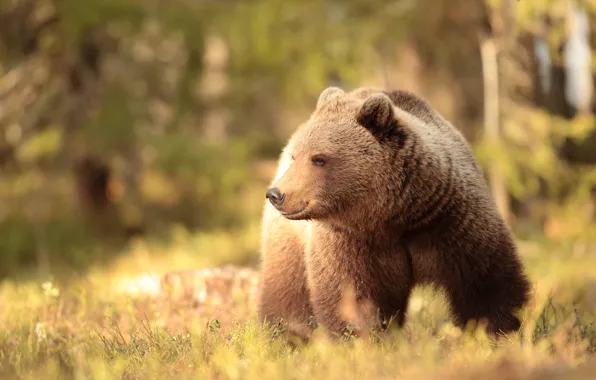 Wallpaper summer, grass, look, face, light, nature, pose, glade images ...