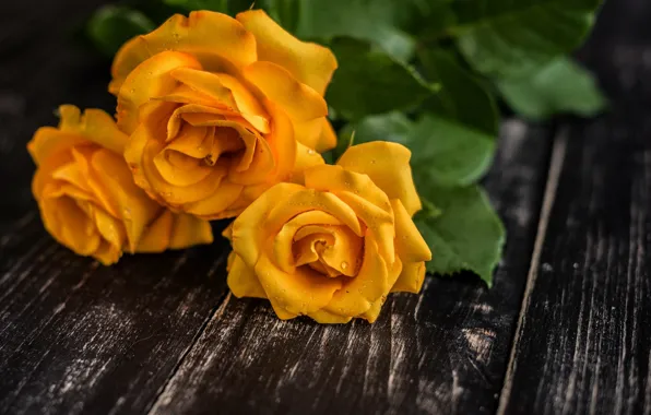Wallpaper drops, roses, trio, yellow roses for mobile and desktop ...