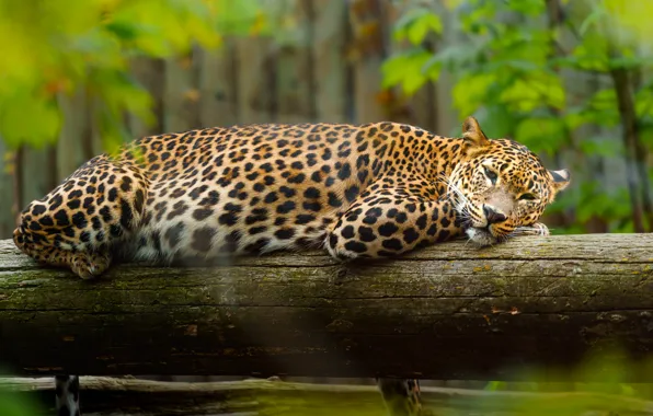 Wallpaper look, face, pose, leopard, lies for mobile and desktop ...