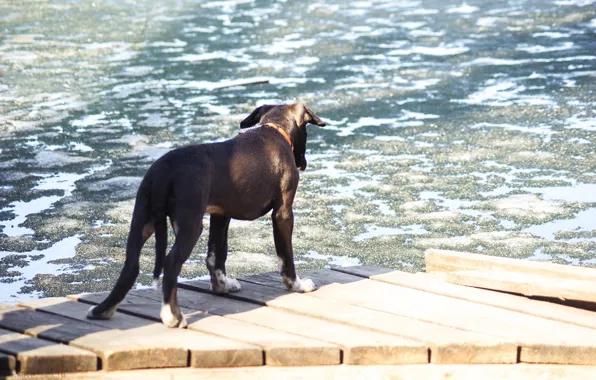 Wallpaper dog, puppy, dog for mobile and desktop, section животные ...