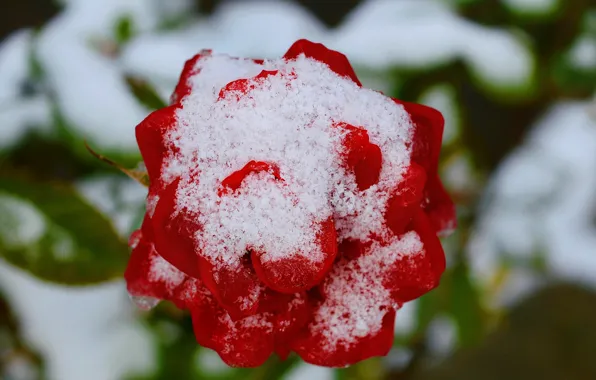 Download wallpaper Winter, Snow, Winter, Snow, Red rose, Red rose ...