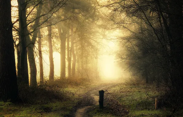 Wallpaper road, fog, Park for mobile and desktop, section природа ...