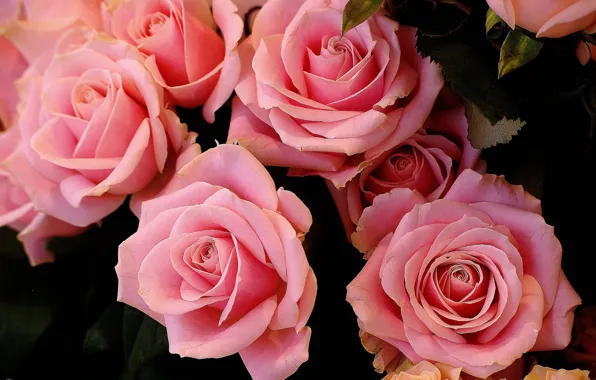 Wallpaper pink, buds, rozay images for desktop, section цветы - download