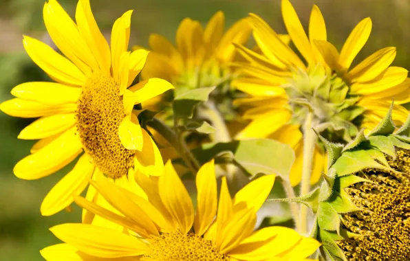 Wallpaper summer, mood, Sunflowers for mobile and desktop, section ...