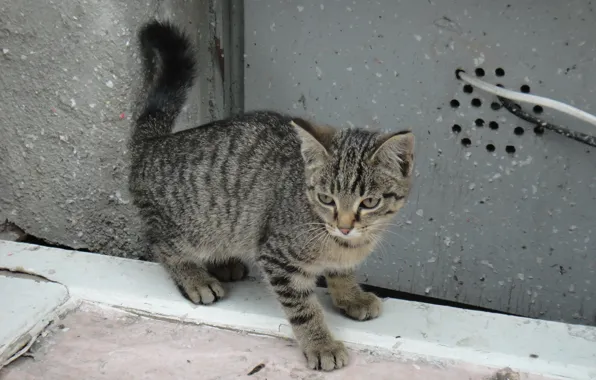 Wallpaper cat, street, angry, grey. for mobile and desktop, section ...