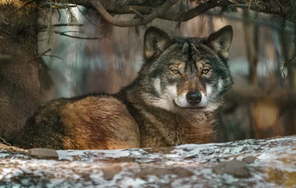 Wallpaper look, face, nature, grey, wolf for mobile and desktop ...