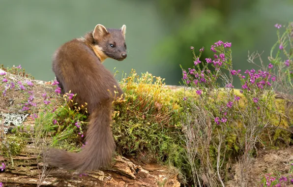 Wallpaper flowers, nature, marten images for desktop, section животные ...