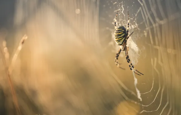 Wallpaper nature, web, spider images for desktop, section животные ...