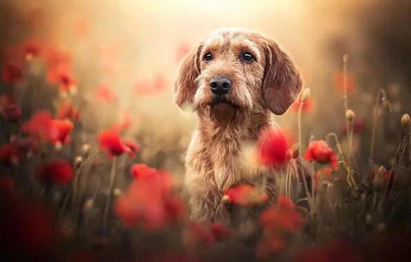 Wallpaper summer, each, Maki, dog for mobile and desktop, section ...