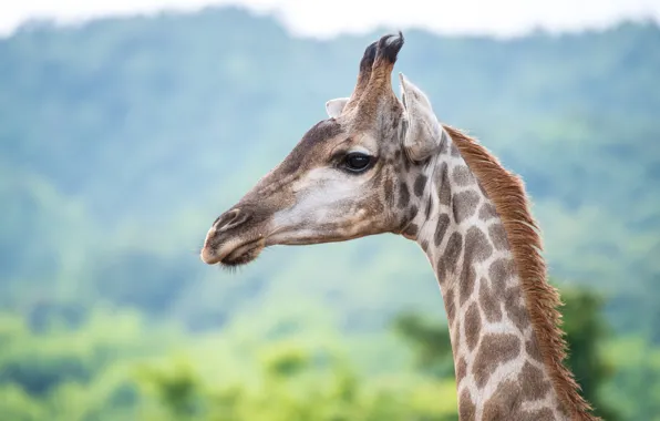 Wallpaper look, face, nature, portrait, giraffe for mobile and desktop ...
