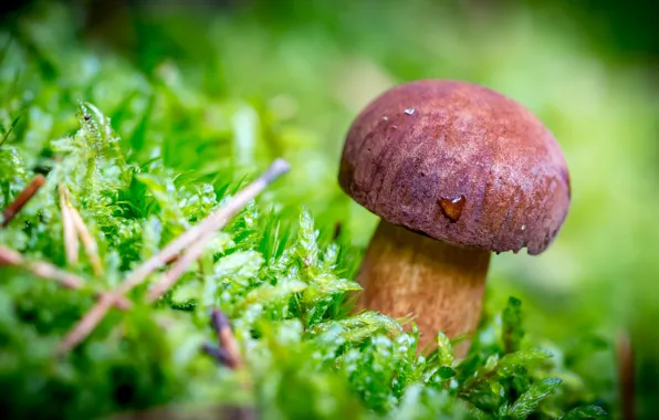 Wallpaper forest, grass, nature, mushroom for mobile and desktop ...