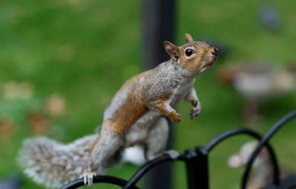 Wallpaper nature, animal, fence, protein, animal, rodent for mobile and ...