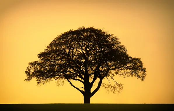 Wallpaper sunset, tree, silhouette for mobile and desktop, section ...