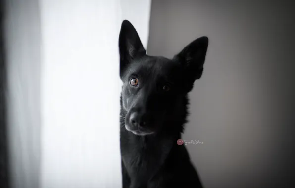 Wallpaper background, each, dog for mobile and desktop, section собаки ...