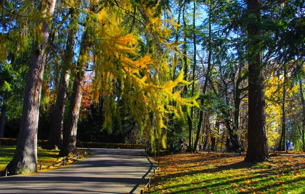 Wallpaper park, autumn, tree, fall, lane for mobile and desktop ...