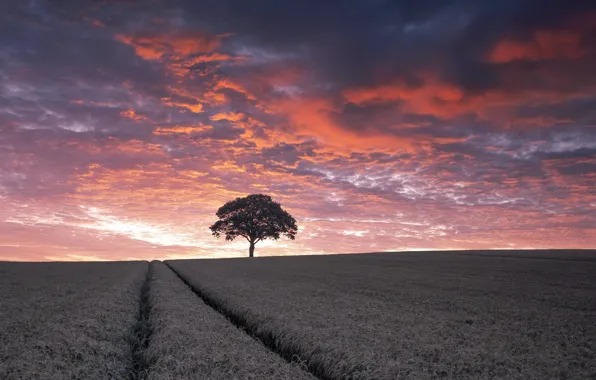 Wallpaper field, summer, sunset, nature, tree, ears for mobile and ...