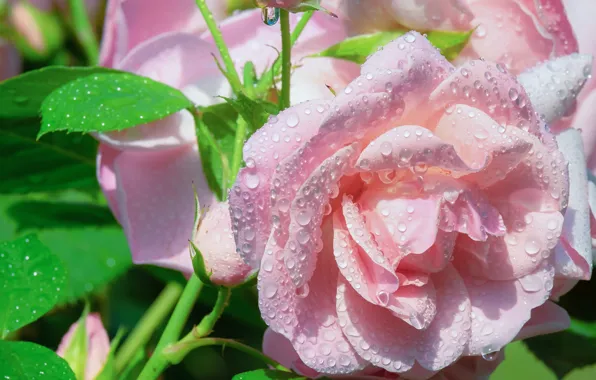 Wallpaper leaves, drops, macro, pink, rose, roses, petals, garden for ...