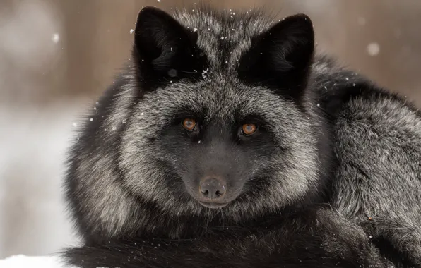Silver Fox Animal Face