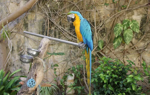 Wallpaper trees, bird, parrot, Ara for mobile and desktop, section ...