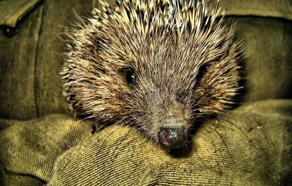 Download wallpaper barbed, Milota, common, section animals in ...