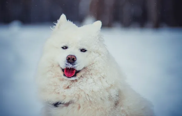 Wallpaper winter, language, look, face, snow, dog, wool, white, Samoyed ...