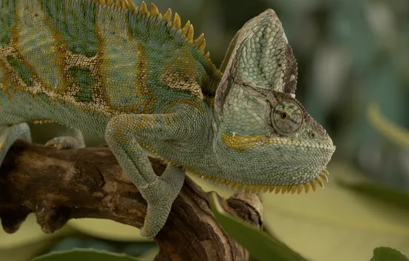 Download wallpaper colors, nature, chameleon, 8k, section animals in ...