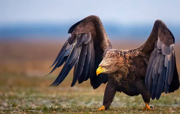 Wallpaper Eagle, bird, wings, animal for mobile and desktop, section ...