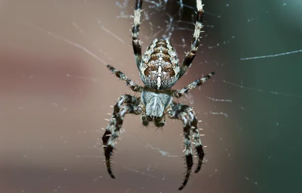 Wallpaper web, spider, spider for mobile and desktop, section макро ...