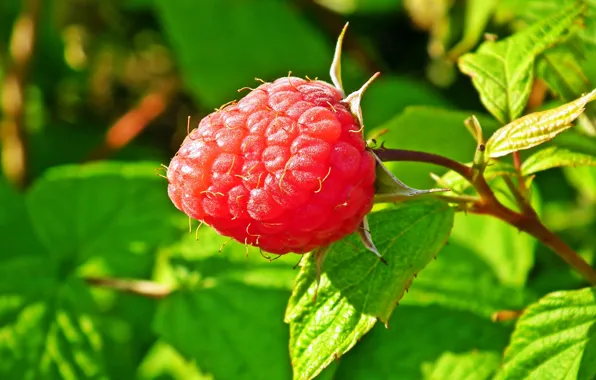 Wallpaper greens, leaves, macro, light, raspberry, branch, garden ...