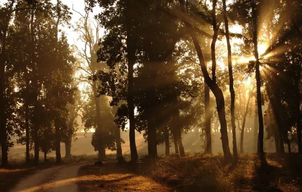 Download wallpaper road, field, forest, morning, section nature in ...