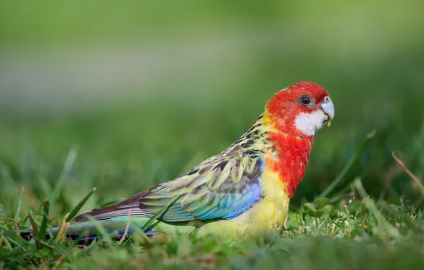 Wallpaper grass, bird, glade, parrot for mobile and desktop, section ...