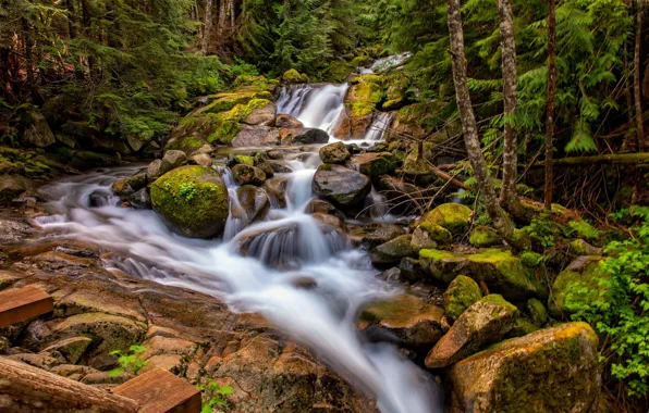 Wallpaper forest, nature, river, stream for mobile and desktop, section ...