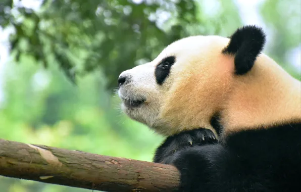 Wallpaper face, bear, Panda, profile for mobile and desktop, section ...