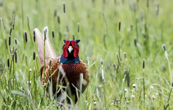 Download wallpaper grass, nature, bird, pheasant, Pheasant, section ...