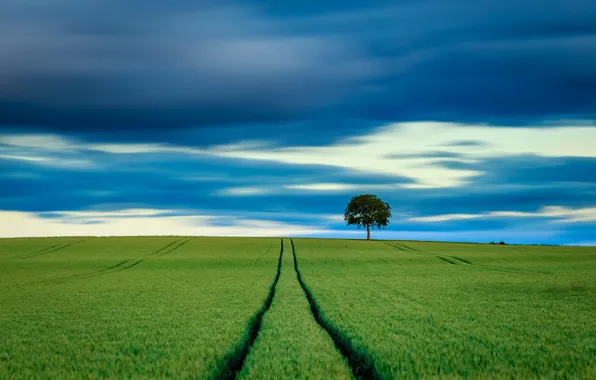 Wallpaper field, the sky, tree for mobile and desktop, section пейзажи ...