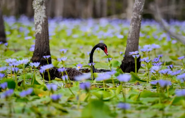 Wallpaper nature, background, Swan for mobile and desktop, section ...