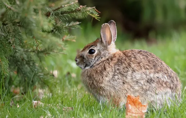 Download wallpaper grass, branches, nature, grey, hare, spruce, rabbit ...