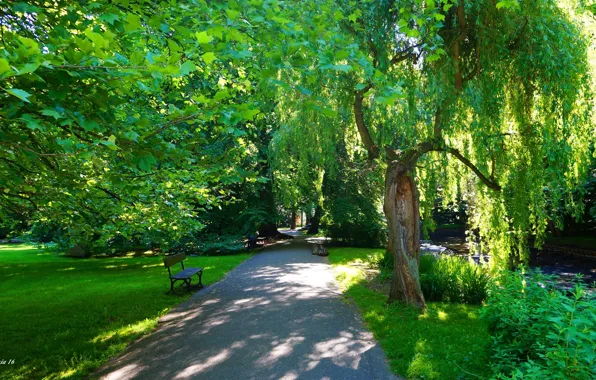 Download wallpaper green, road, park, tree, section landscapes in ...